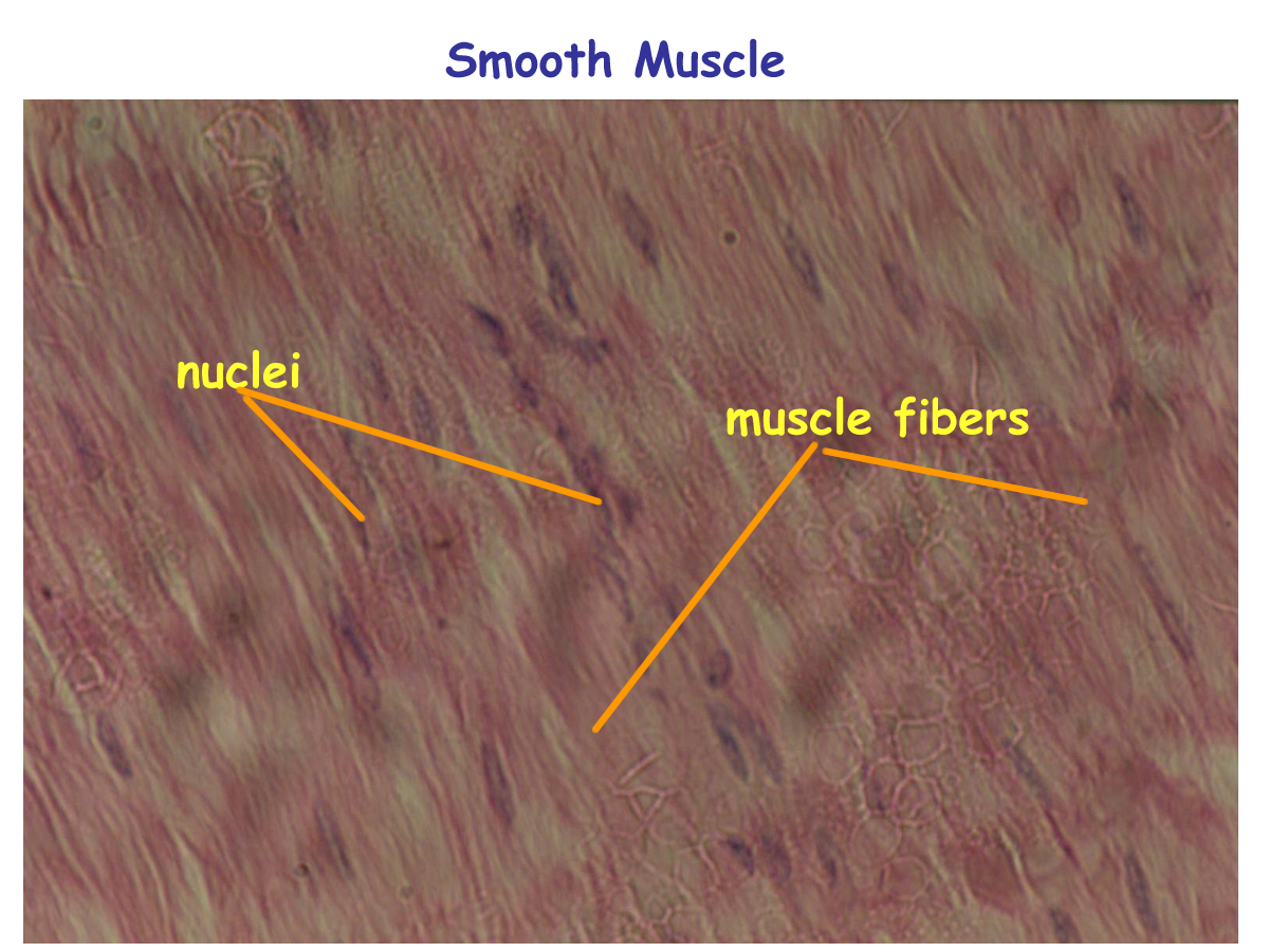 Smooth Muscle Tissue Labeled